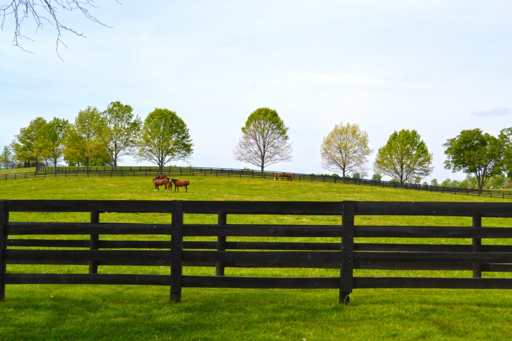 Horse fence field and horses.Shutterstock - Community Foundation of ...